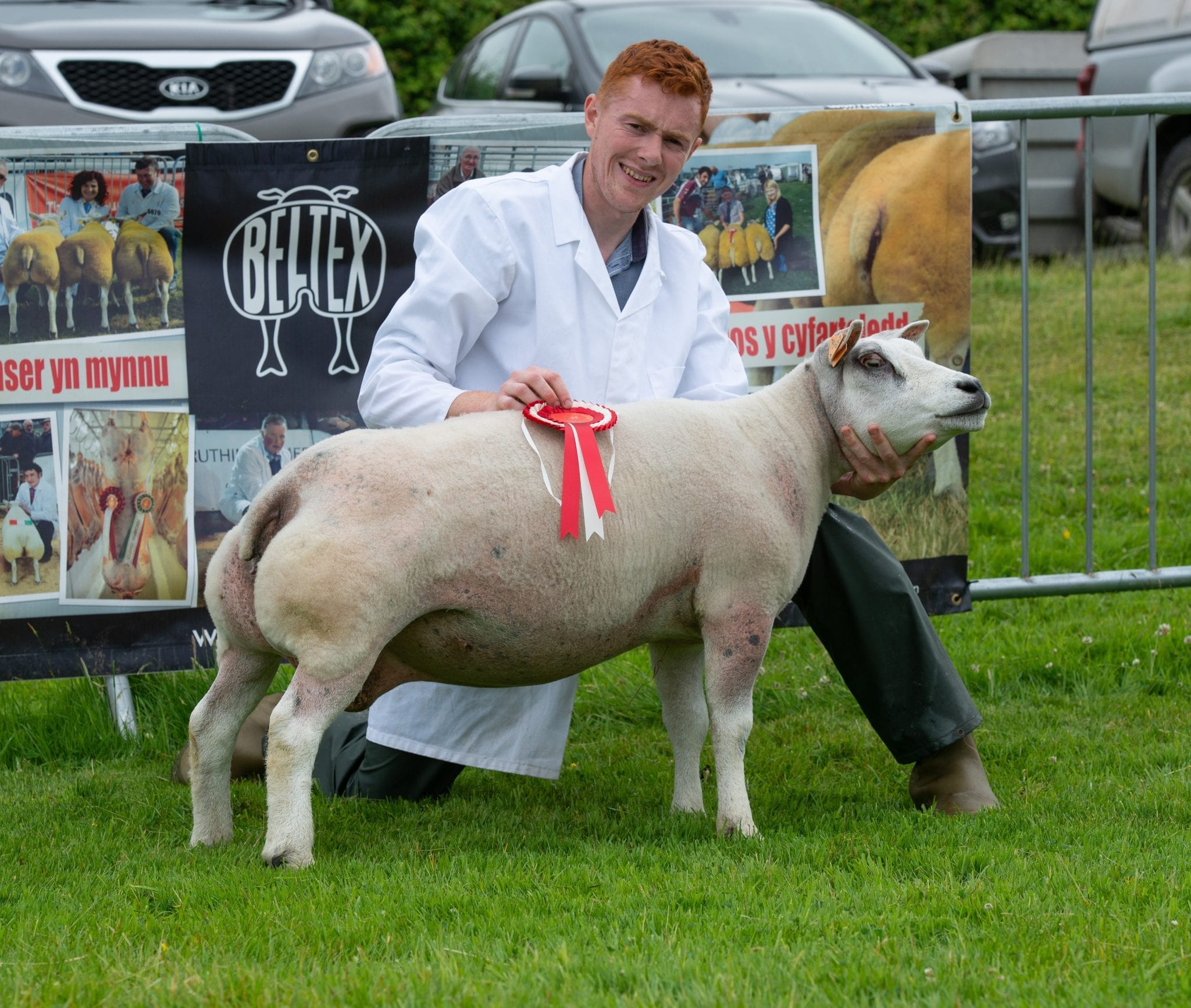 Aged Ewe Class - 1st DE Owen, Golygfa’r Dyffryn, Rowen, Conwy | Beltex ...