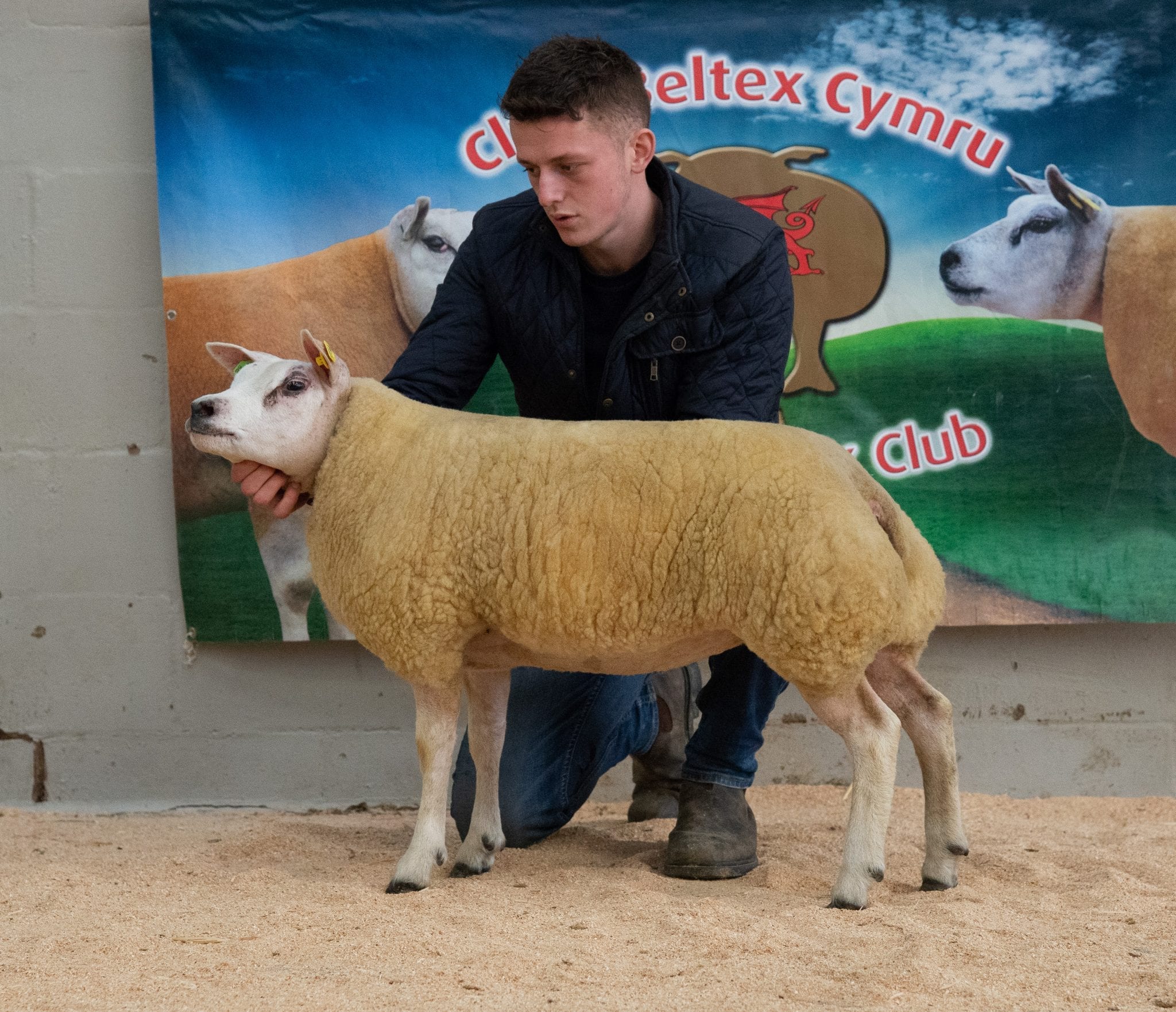Welshpool In-Lamb | Beltex Sheep Society | Beltex Sheep Society