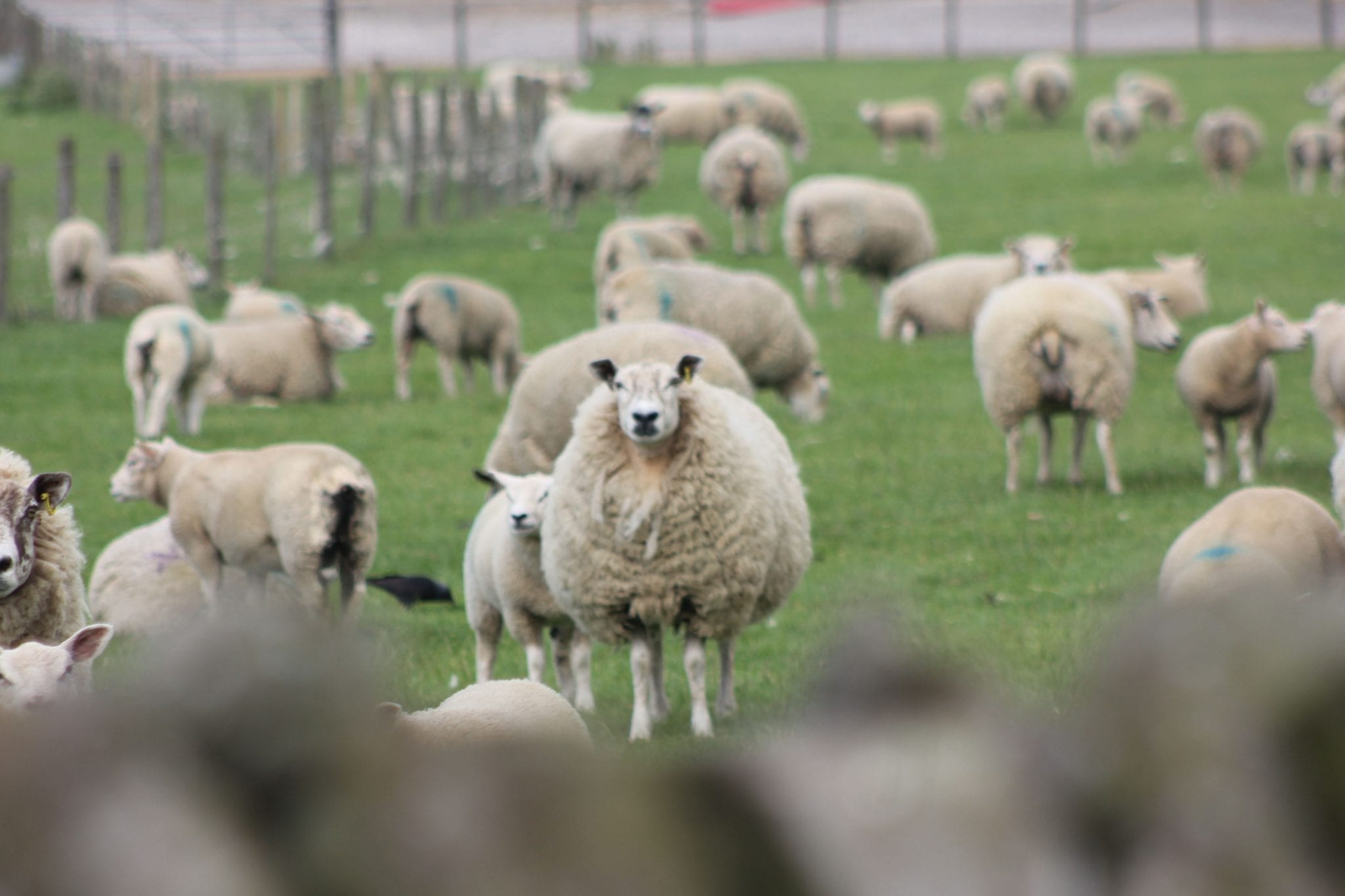 Beltex in focus at NSA North Sheep | Beltex Sheep Society | Beltex ...