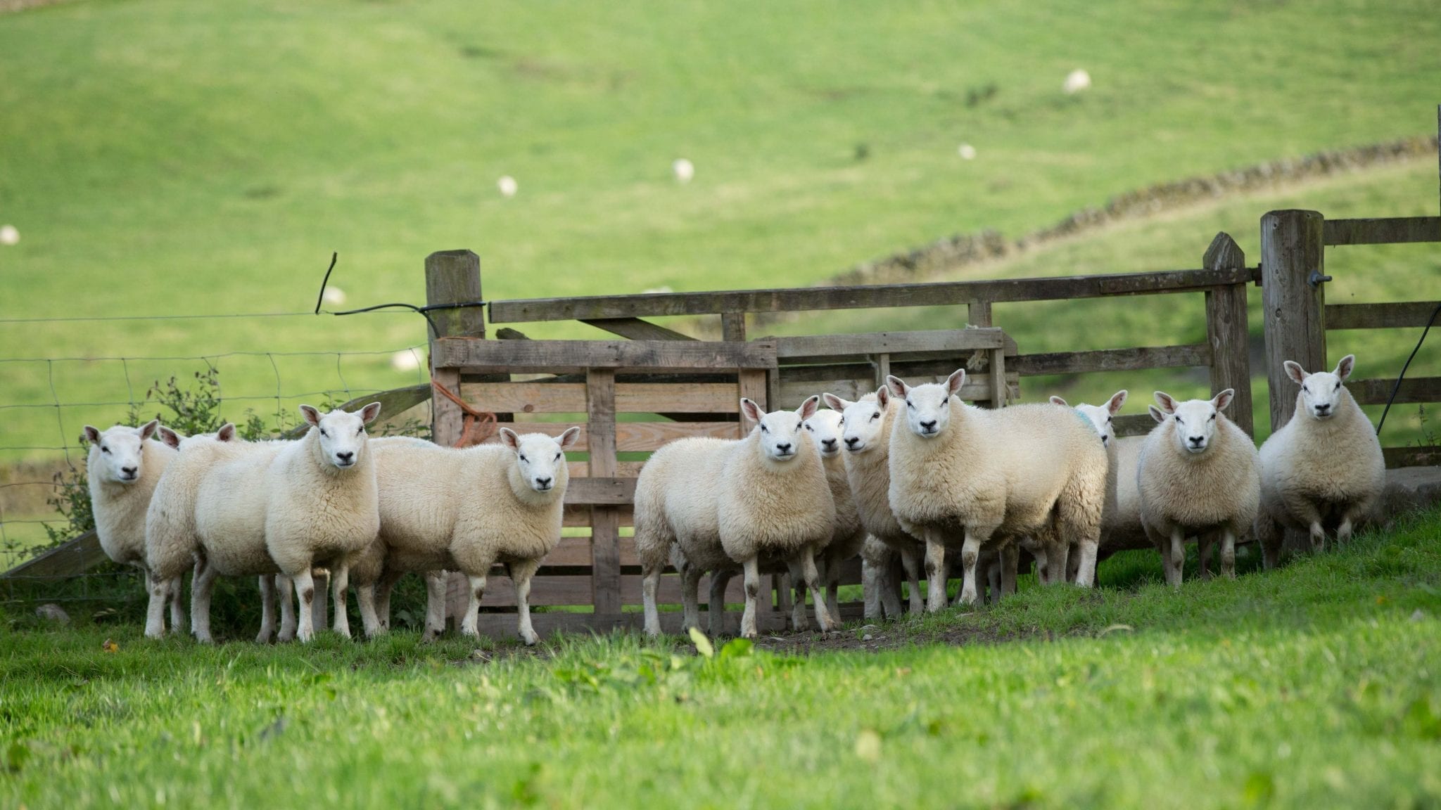 Producing quality prime lambs from hill ewes | Beltex Sheep Society ...