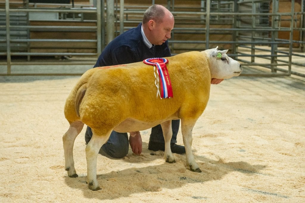 Hexham | Beltex Sheep Society | Beltex Sheep Society