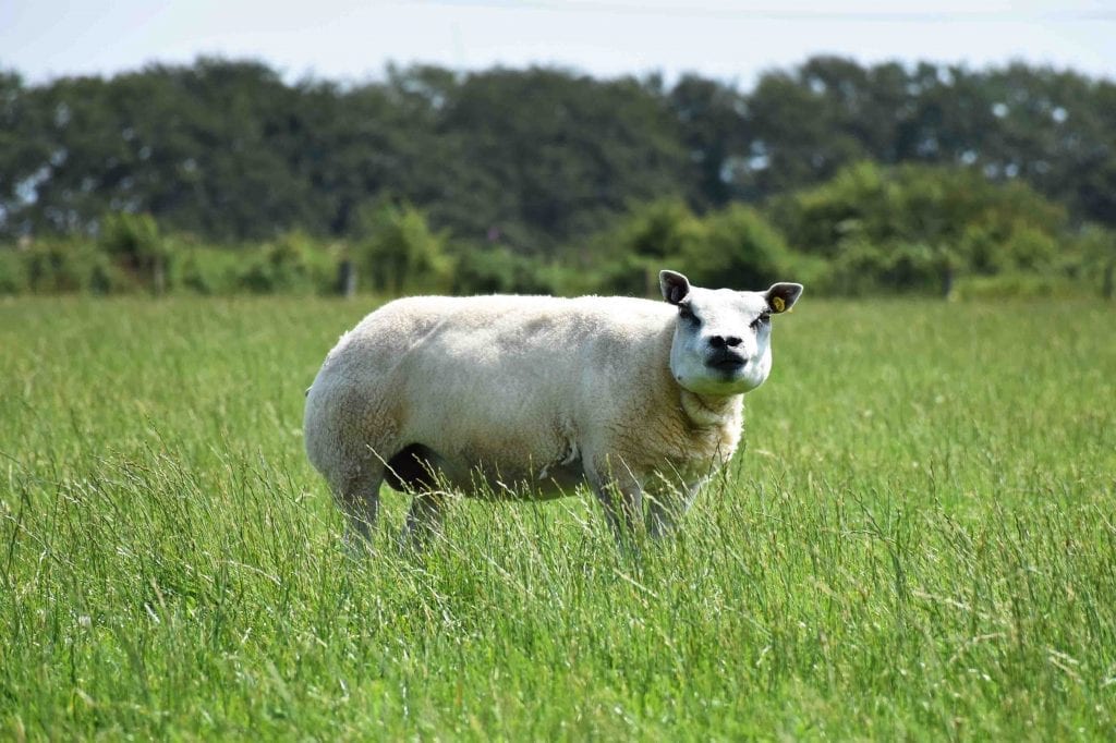 Mairs focus on Beltex breed | Beltex Sheep Society | Beltex Sheep Society