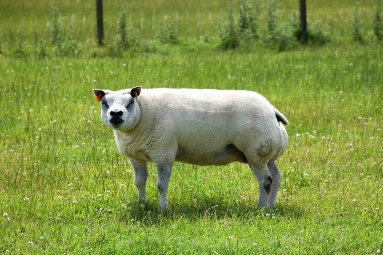 Mairs focus on Beltex breed | Beltex Sheep Society | Beltex Sheep Society