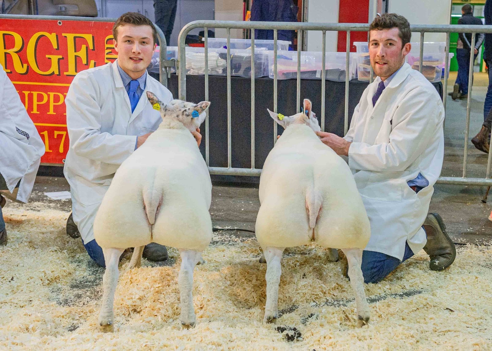 Two wins from two for the Jerman brothers | Beltex Sheep Society ...