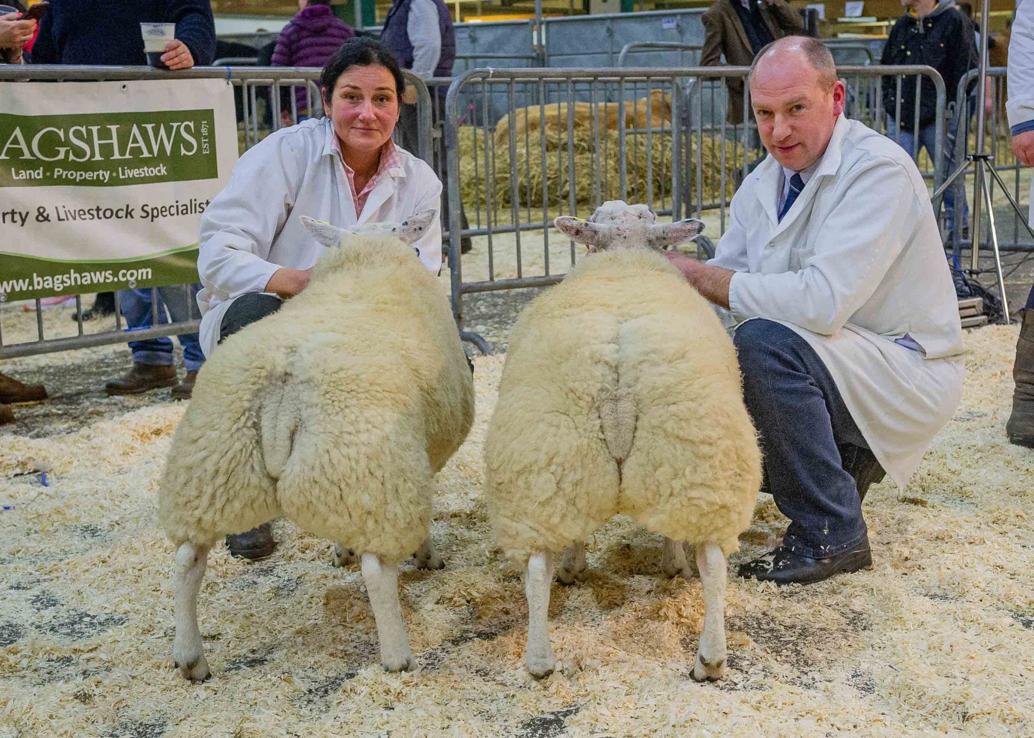 Two wins from two for the Jerman brothers | Beltex Sheep Society ...