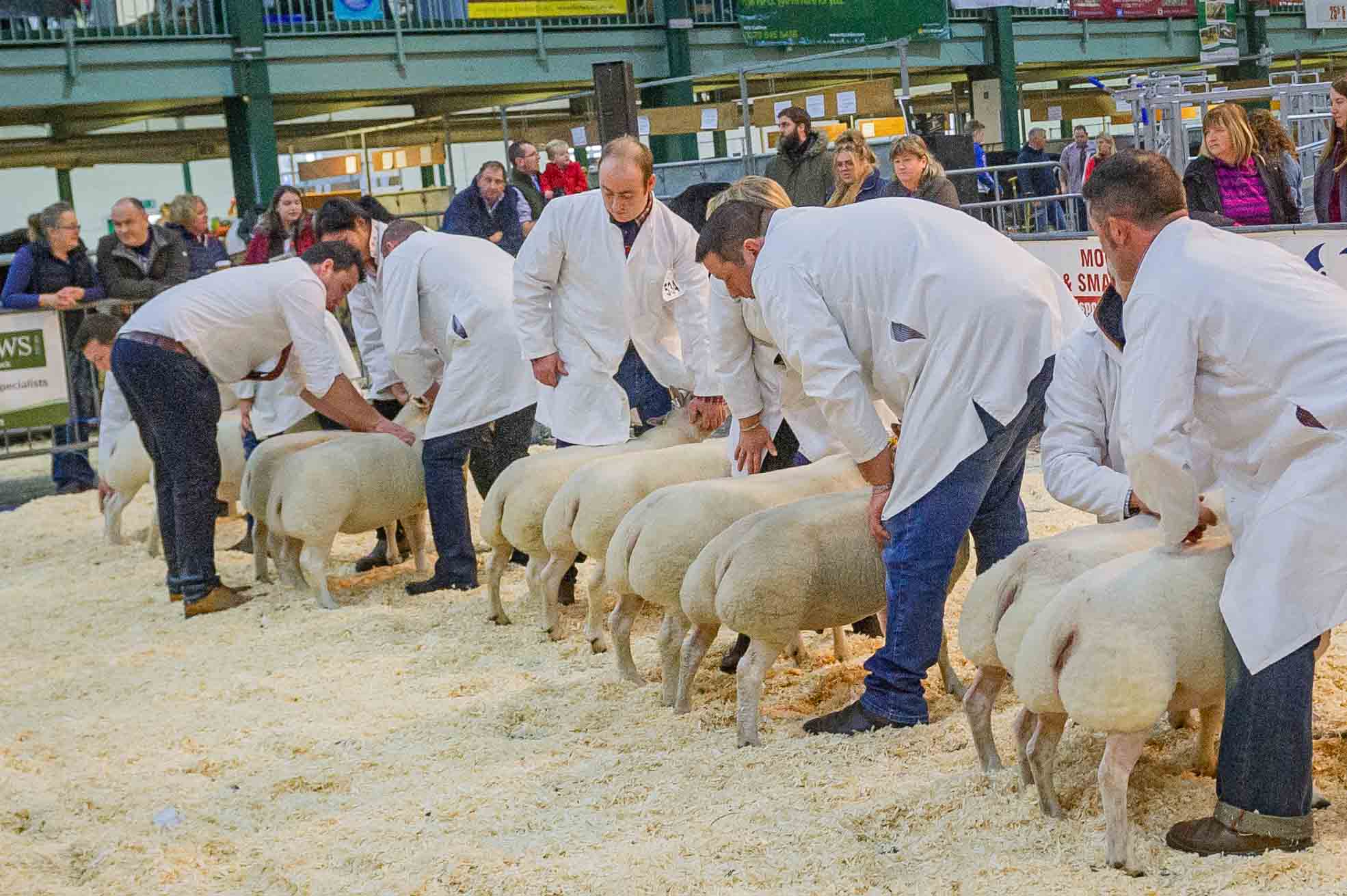 Two wins from two for the Jerman brothers | Beltex Sheep Society ...