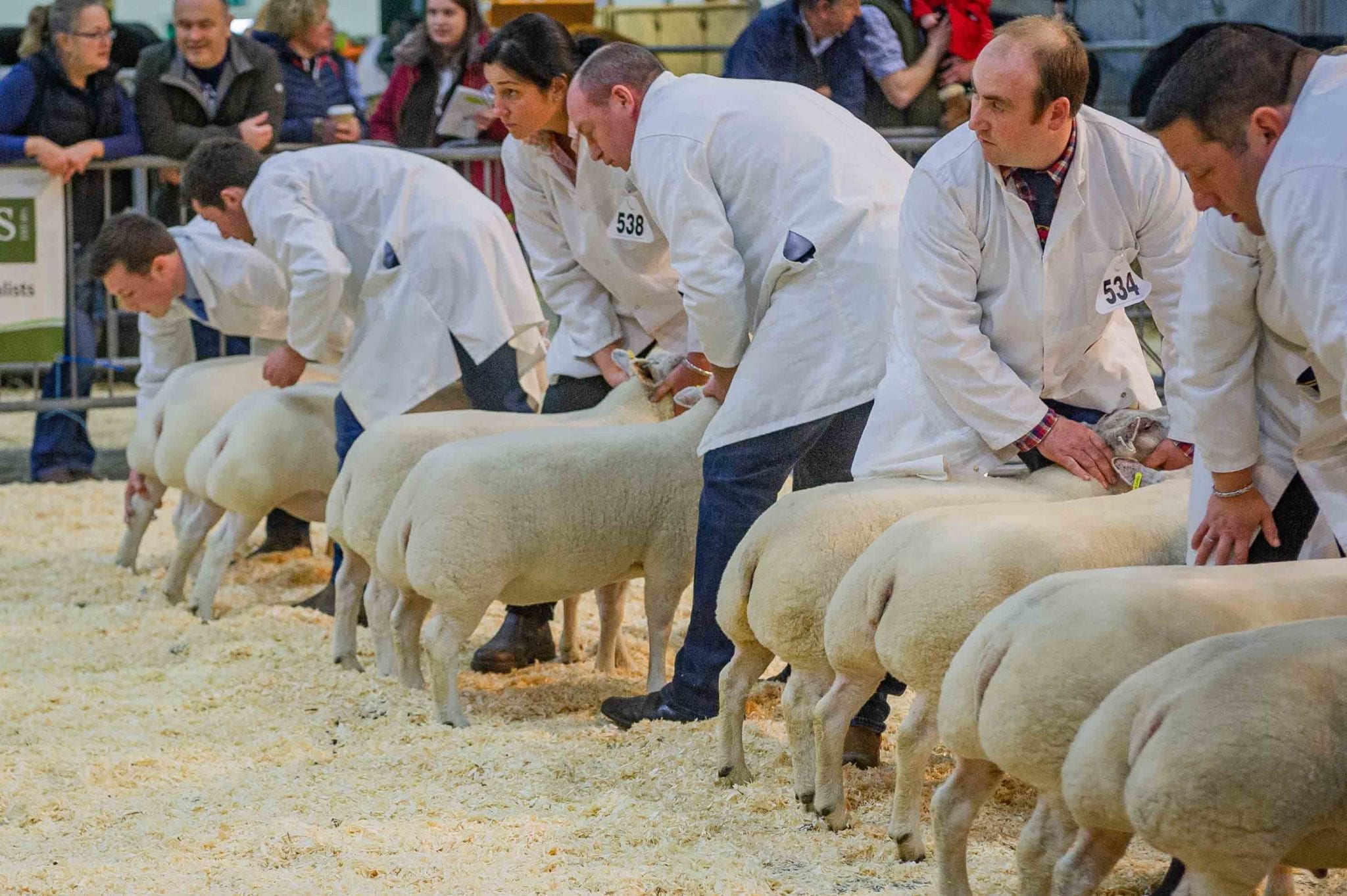Two wins from two for the Jerman brothers | Beltex Sheep Society ...