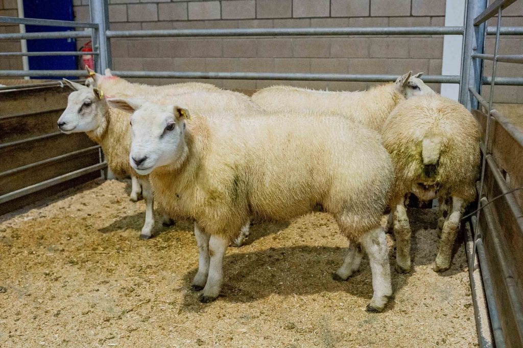 Calton wins show and sale at Lanark | Beltex Sheep Society | Beltex ...