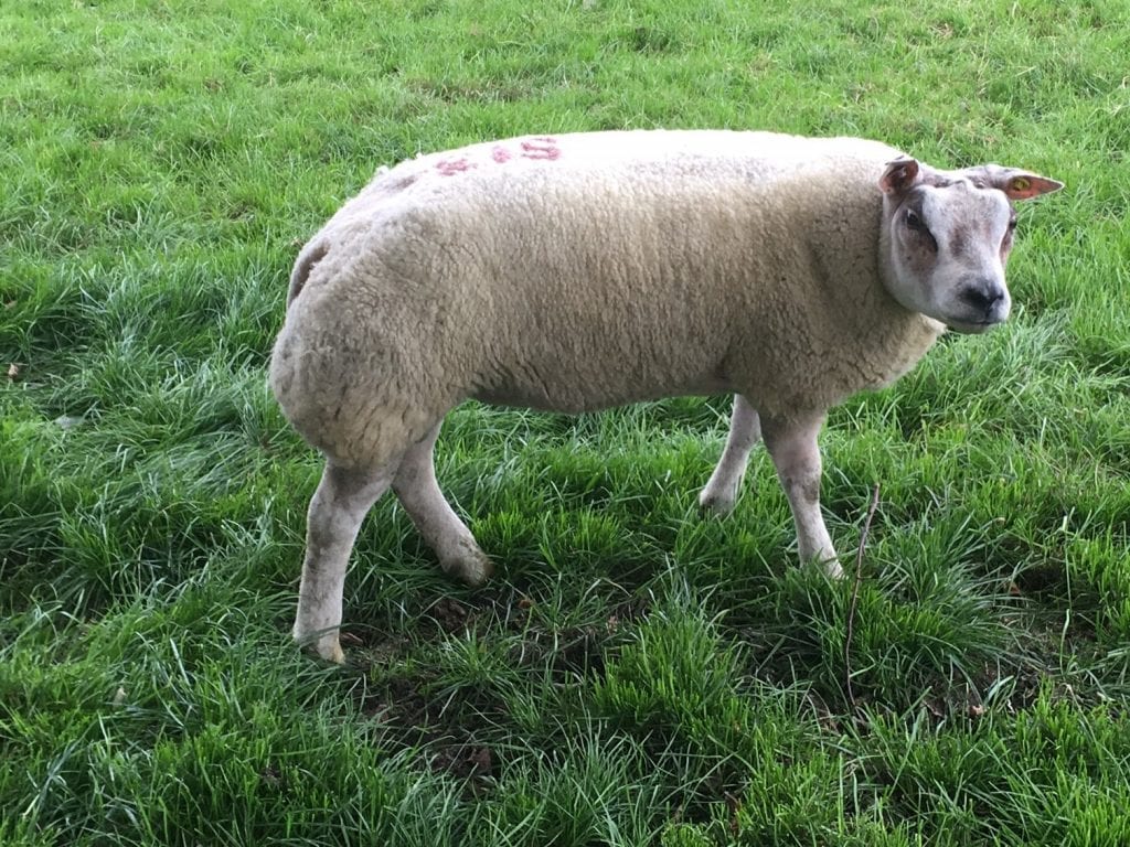 RamCompare update | Beltex Sheep Society | Beltex Sheep Society