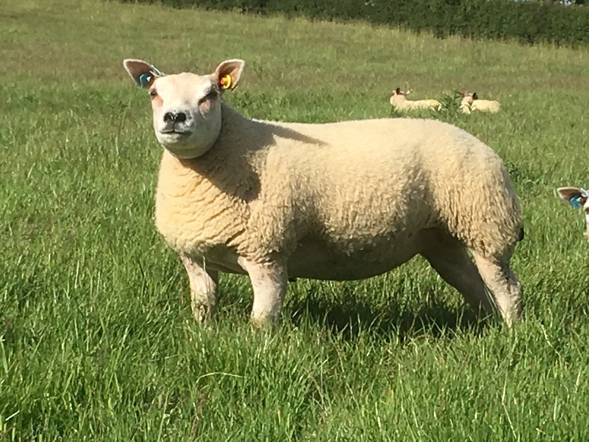 Exeter Females | Beltex Sheep Society | Beltex Sheep Society