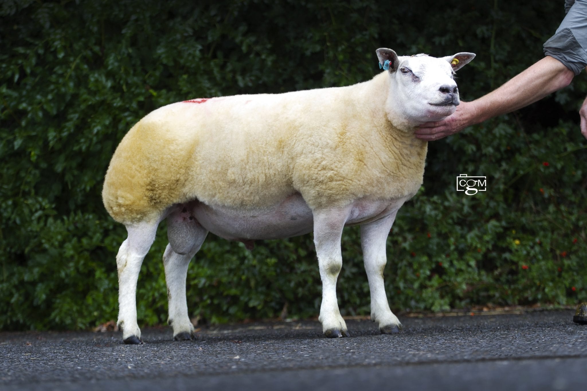 NSA Exeter - 19 August | Beltex Sheep Society | Beltex Sheep Society