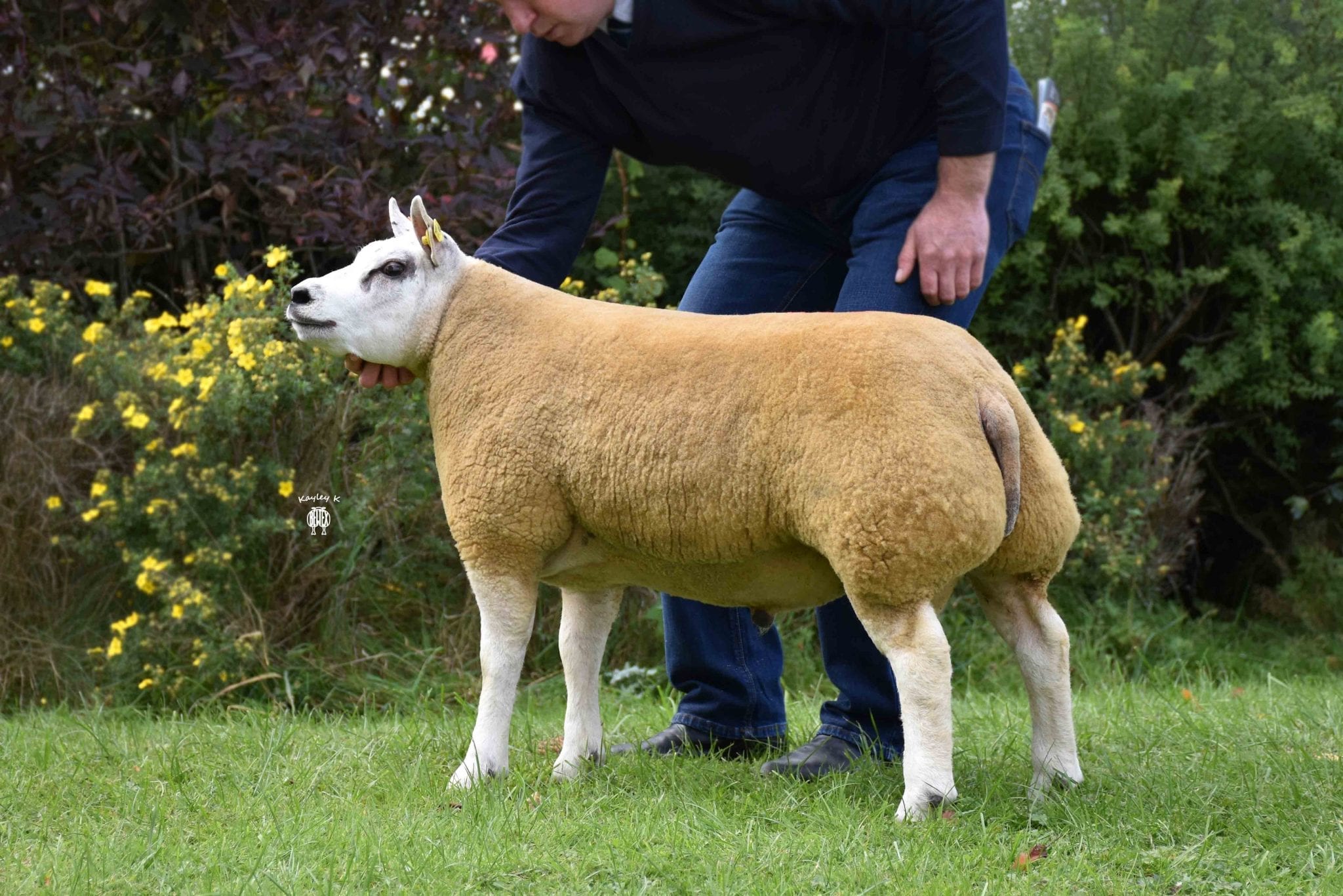 Carlisle - 26 September | Beltex Sheep Society | Beltex Sheep Society
