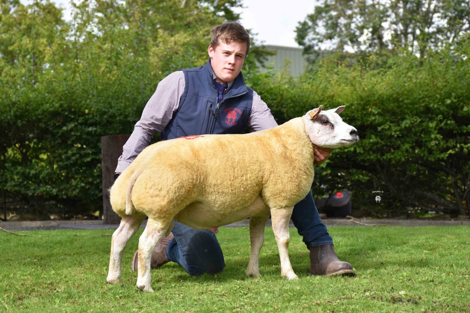 Skipton - 5 September | Beltex Sheep Society | Beltex Sheep Society