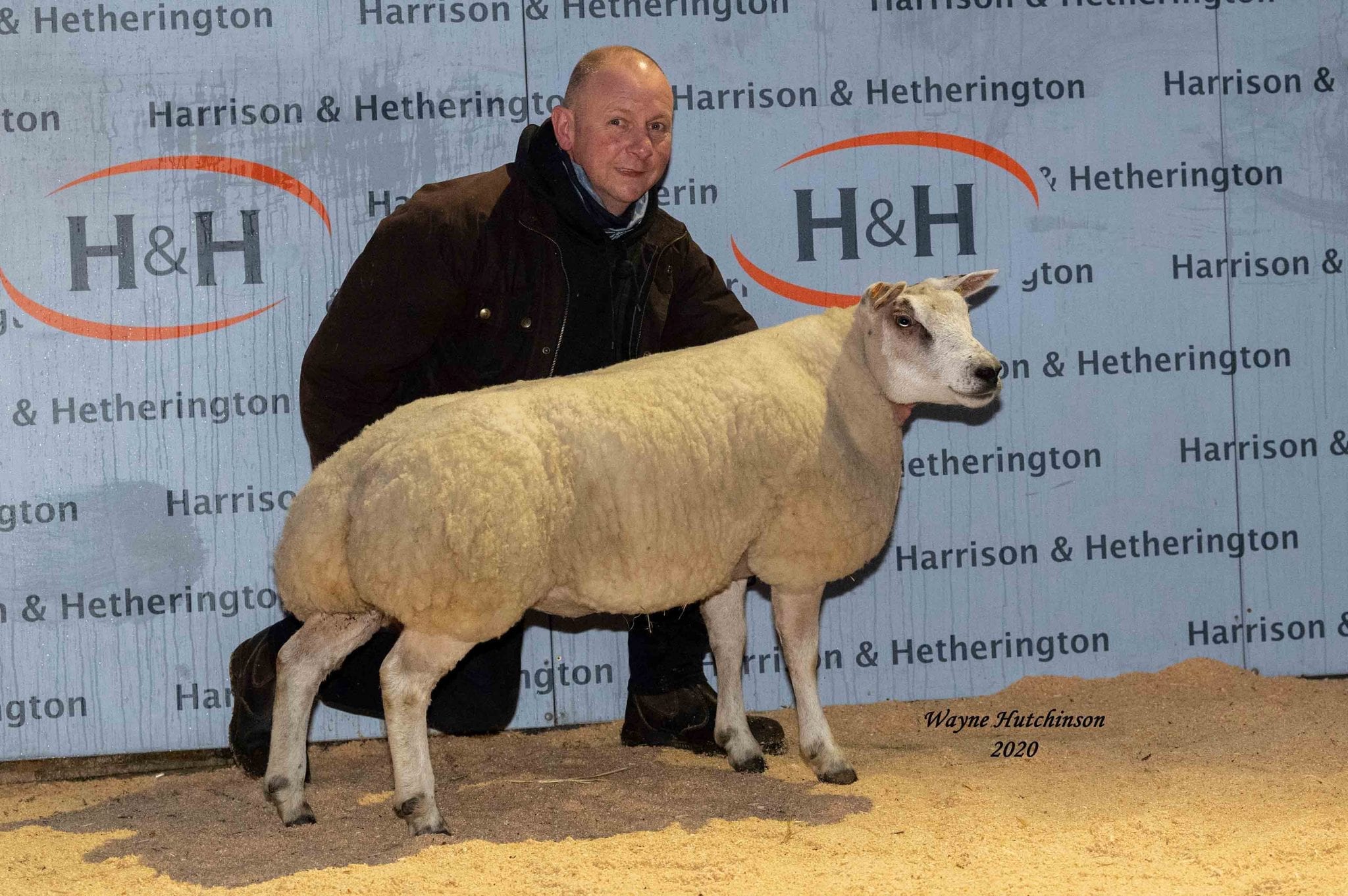 Carlisle In-Lamb - 11 December | Beltex Sheep Society | Beltex Sheep ...