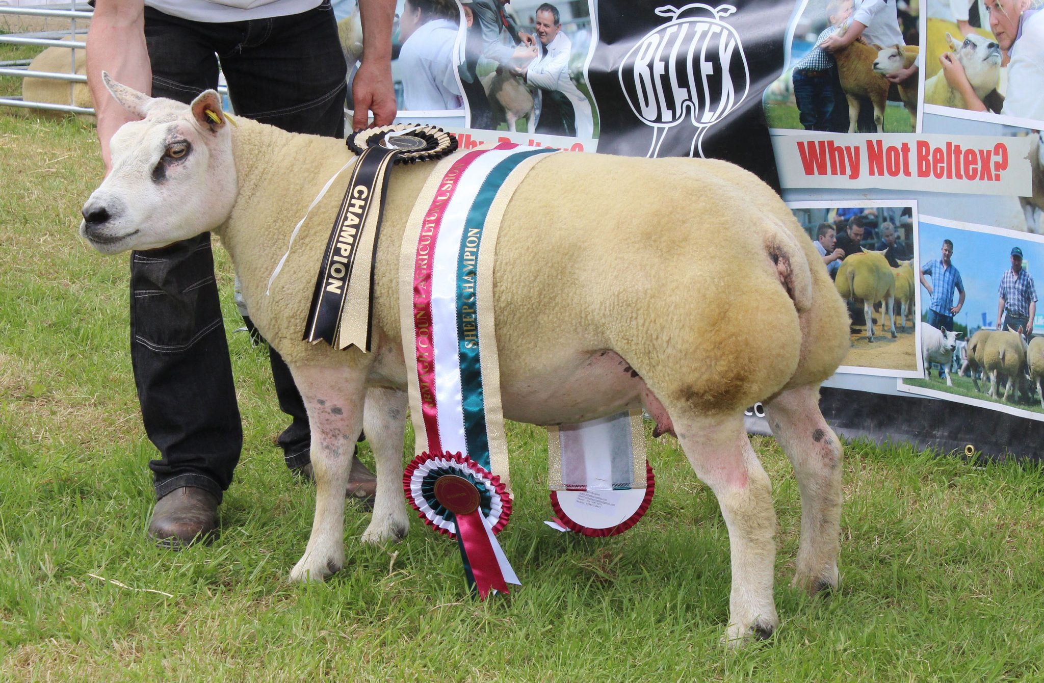 Matthew Burleigh presented with Smyths Daleside Trophy | Beltex Sheep ...