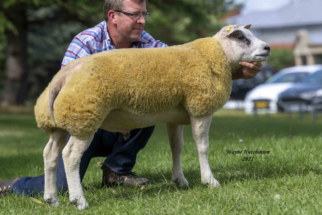 Carlisle Premier Sale - full report | Beltex Sheep Society | Beltex ...