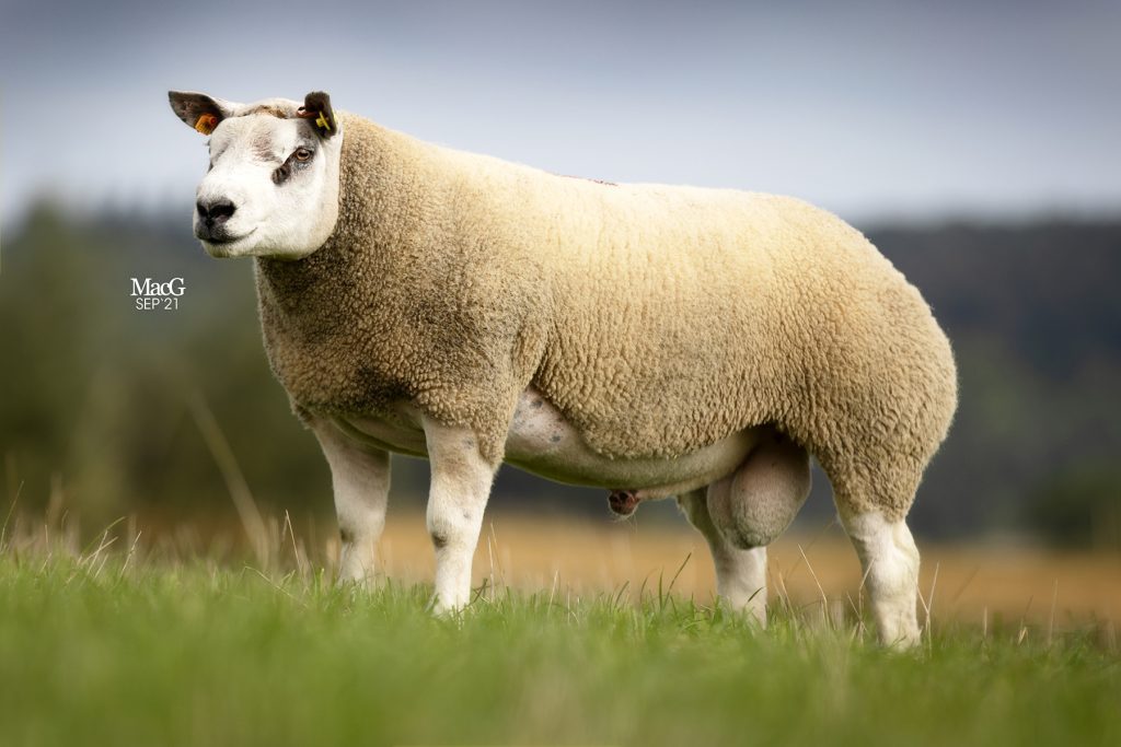 Stirling | Beltex Sheep Society | Beltex Sheep Society