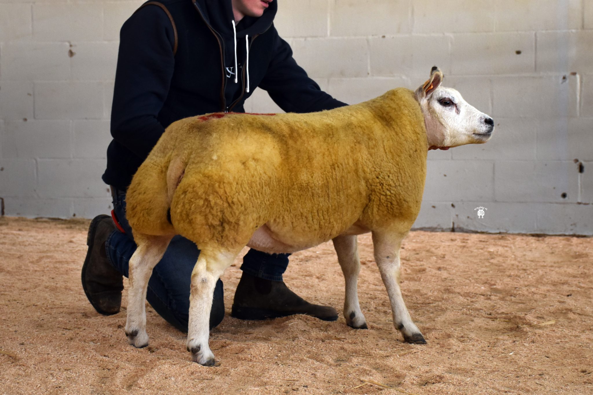 Welshpool In-Lamb | Beltex Sheep Society | Beltex Sheep Society