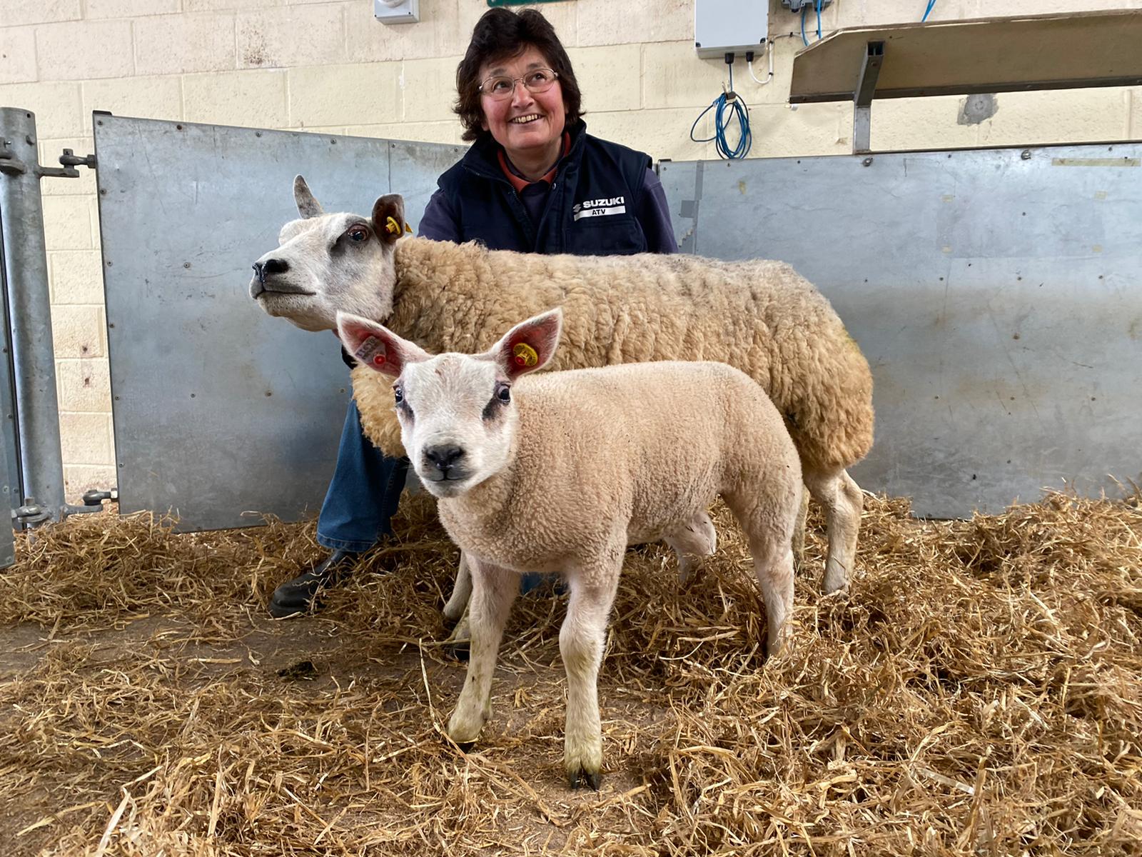 Sales | Beltex Sheep Society