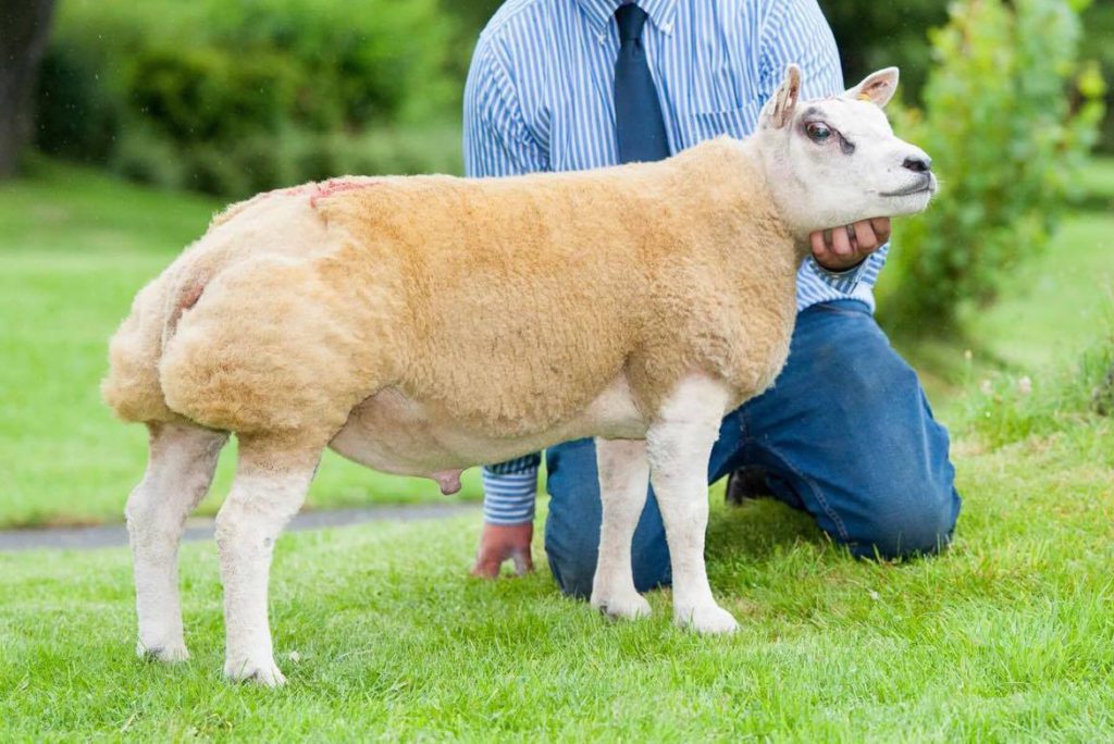 Beltex plays integral role for Patrick Brolly | Beltex Sheep Society ...