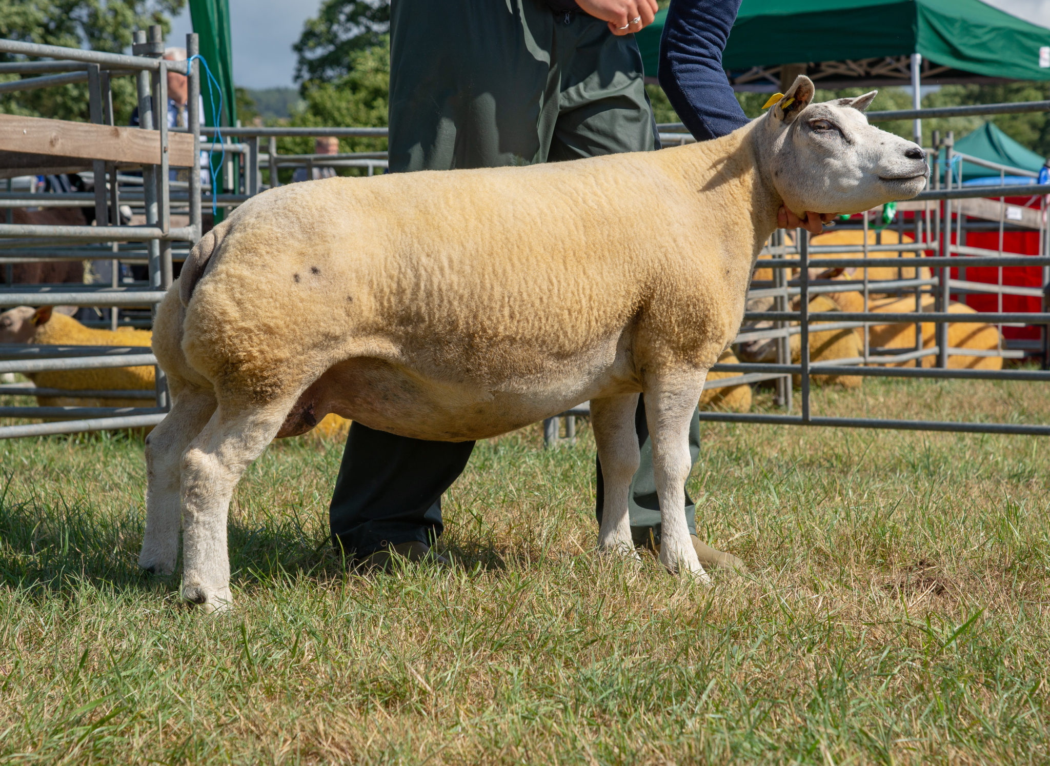 Hard work pays off for the Storys | Beltex Sheep Society | Beltex Sheep ...