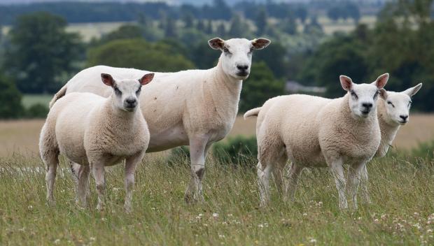 Beltex prove their worth at West Park | Beltex Sheep Society | Beltex ...