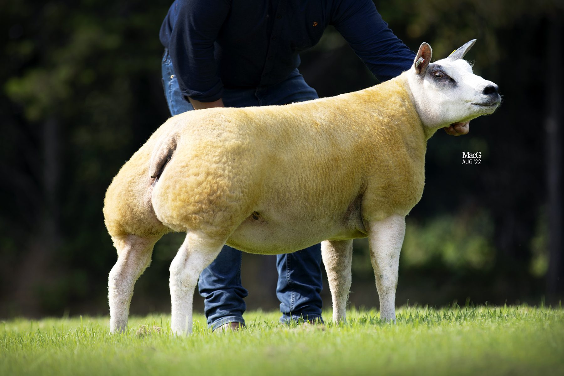Sales | Beltex Sheep Society