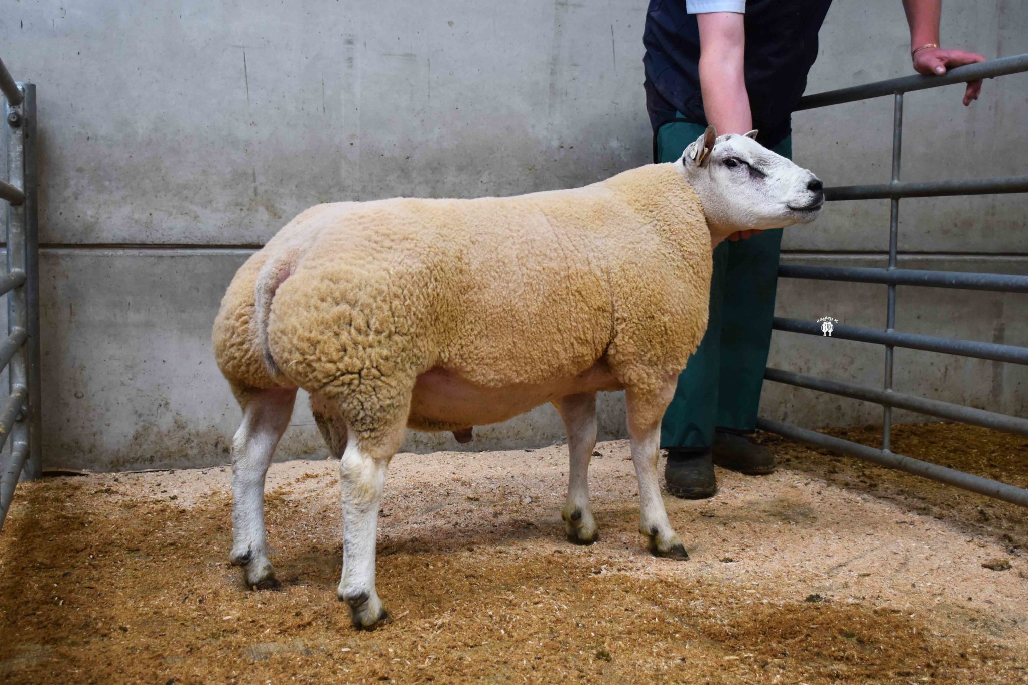 Sales | Beltex Sheep Society