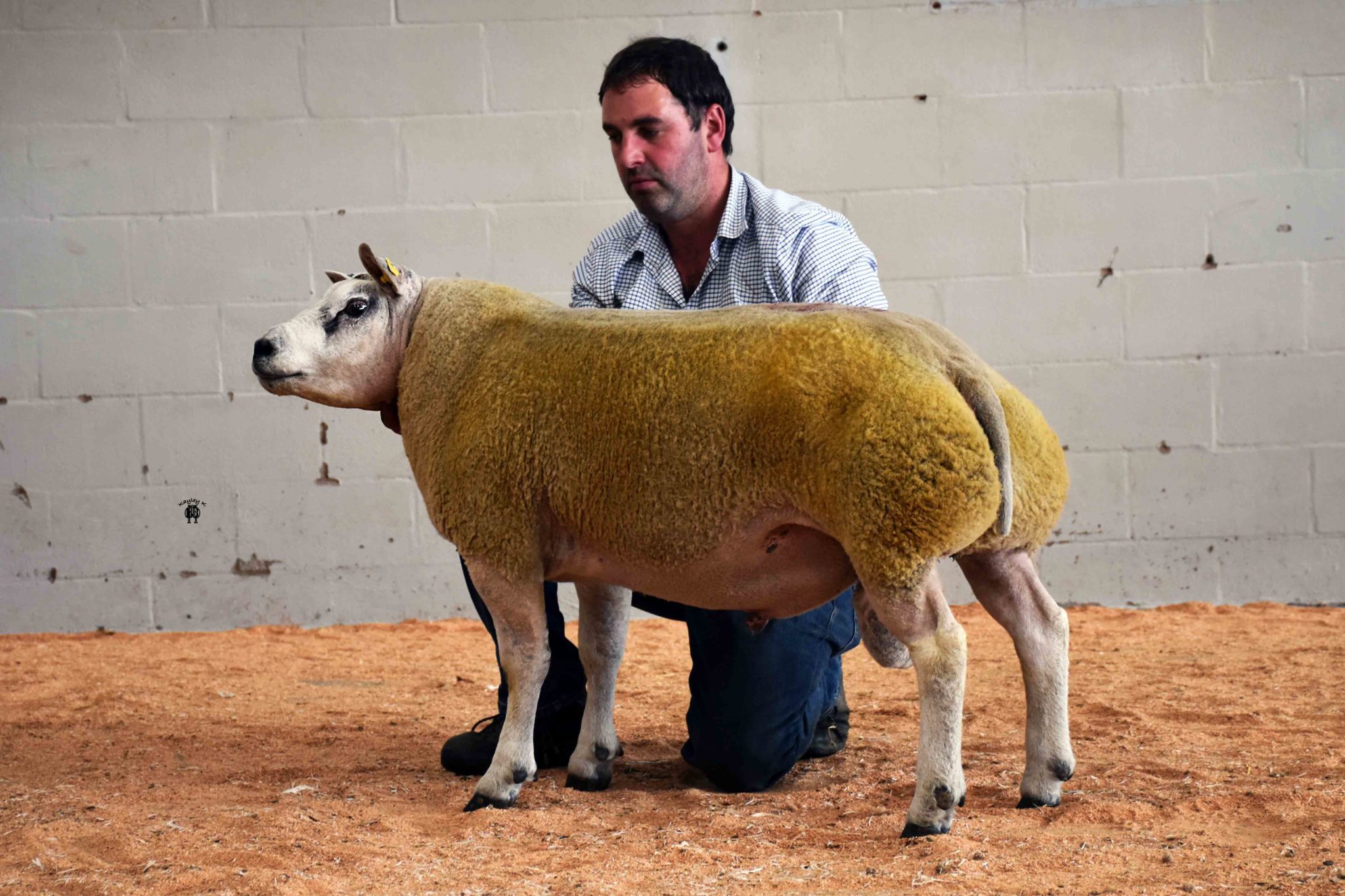 Welshpool | Beltex Sheep Society | Beltex Sheep Society