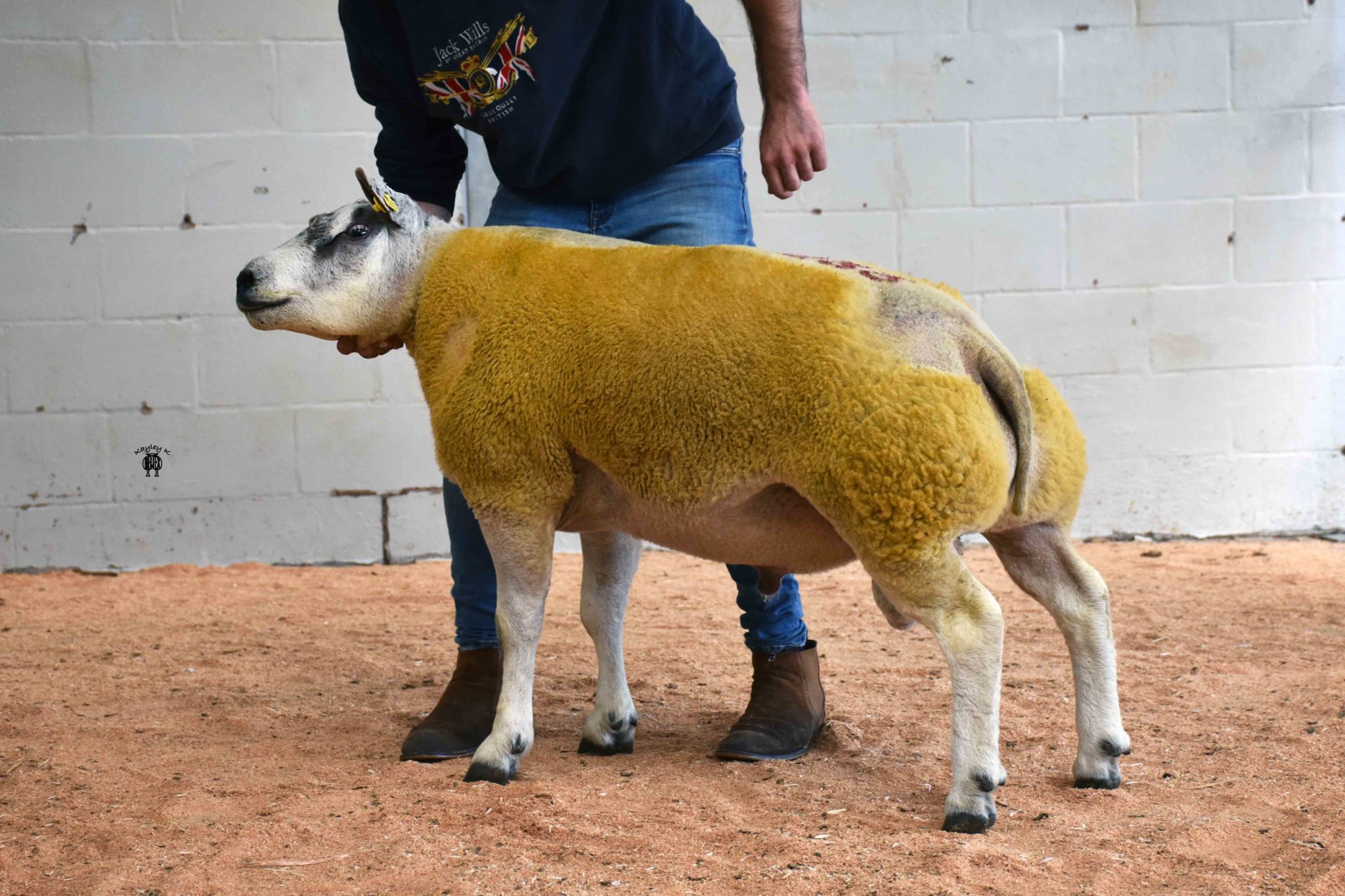 Welshpool | Beltex Sheep Society | Beltex Sheep Society