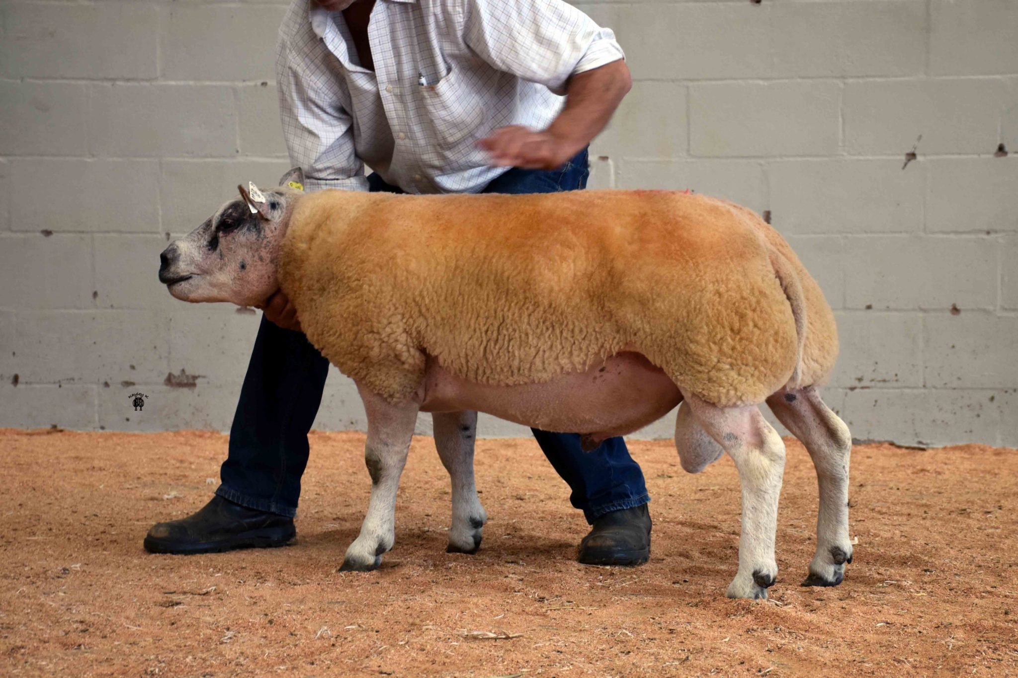 Welshpool | Beltex Sheep Society | Beltex Sheep Society