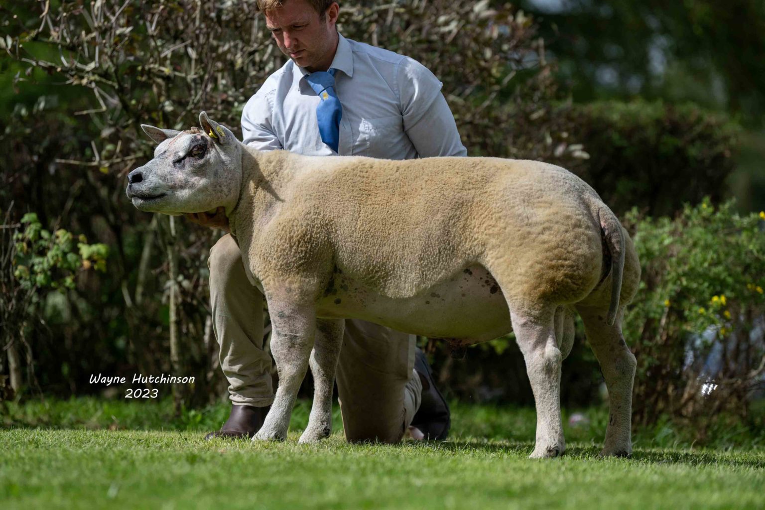 Carlisle Premier Sale | Beltex Sheep Society | Beltex Sheep Society