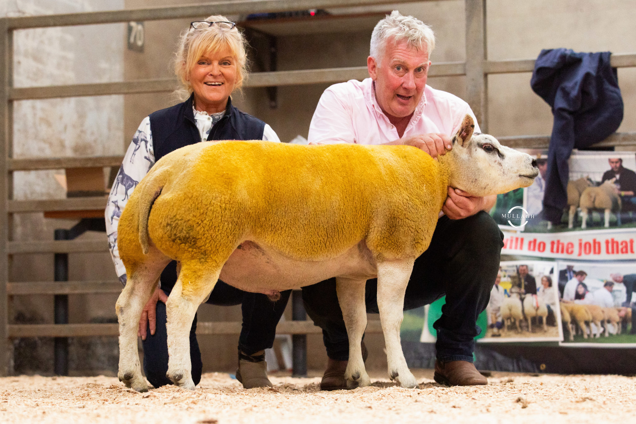 Sales | Beltex Sheep Society