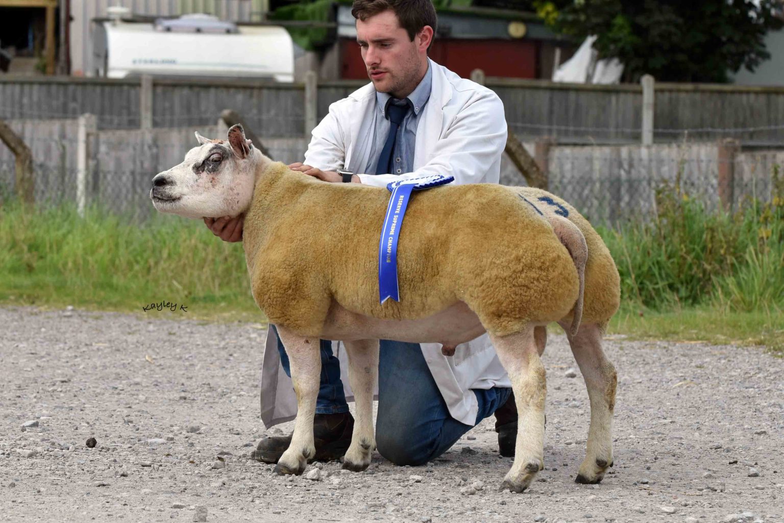 Leek | Beltex Sheep Society | Beltex Sheep Society