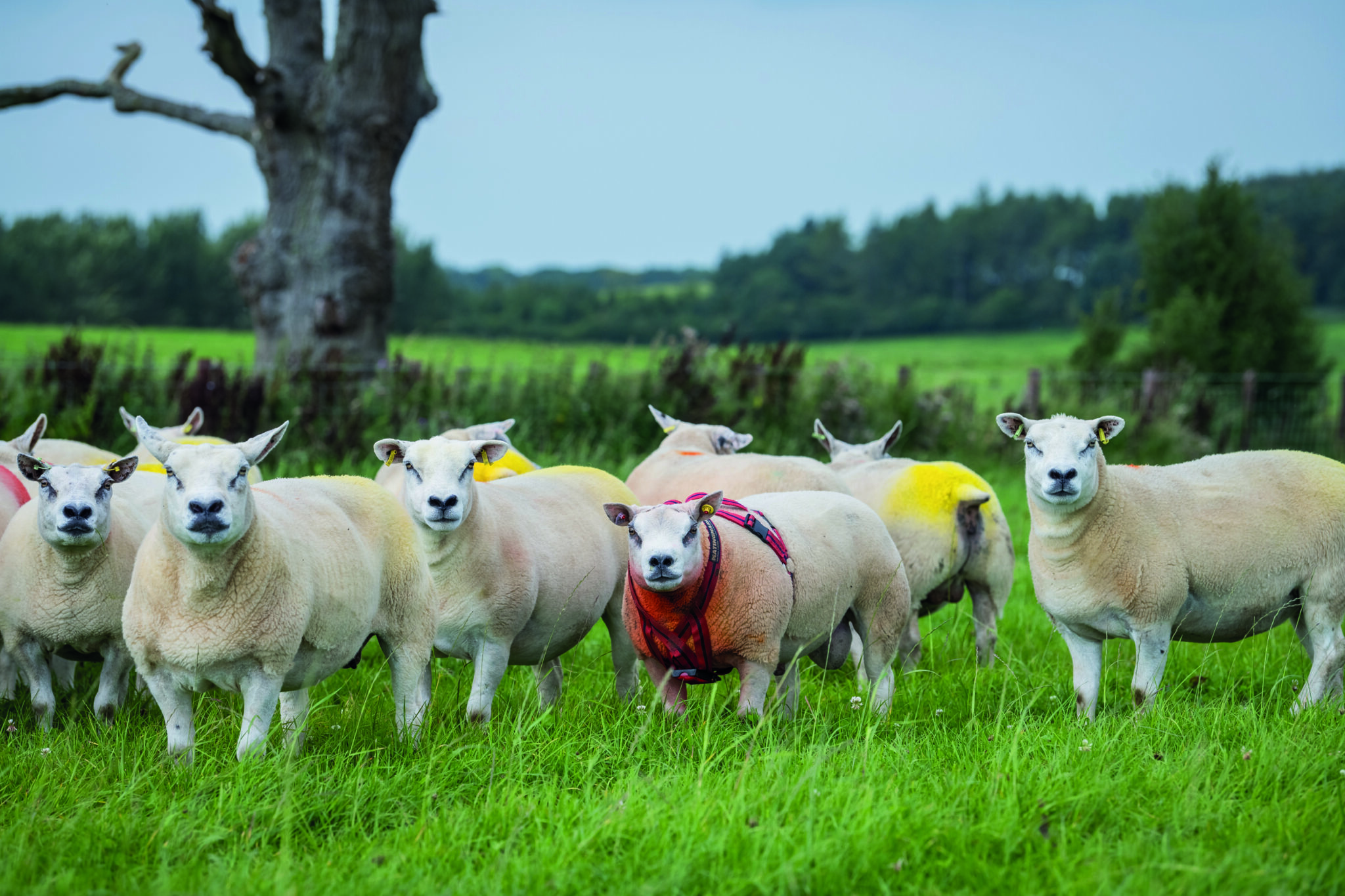 Beltex Rams are key to profitability | Beltex Sheep Society | Beltex ...